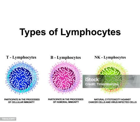 Jenis Limfosit T Limfosit Limfosit B Struktur Limfosit Nk Fungsi