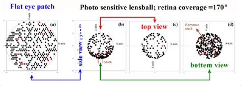Computer Simulation Of How The 2d Flat Receptor Cell Configuration