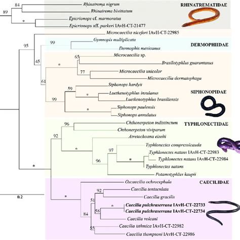 Maximum Likelihood Tree Inferred From The Analysis Of A Concatenated