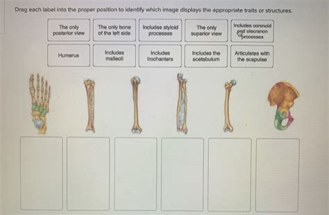 Solved Drag Each Label Into The Proper Position To Identify