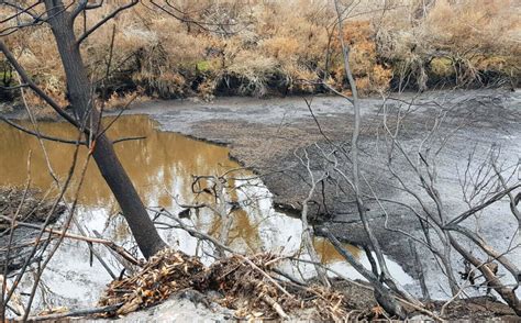 Restoring Our Rivers Post Fire Platypus Surveys Rivers Of Carbon