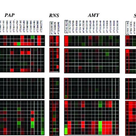 Heat Maps Representing Expression Patterns Of Typical P Limitation P