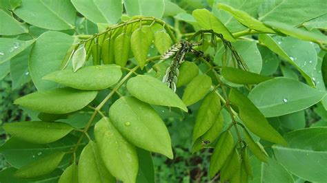 Living With Nature School On Blog By Dr Abercio V Rotor Herbal