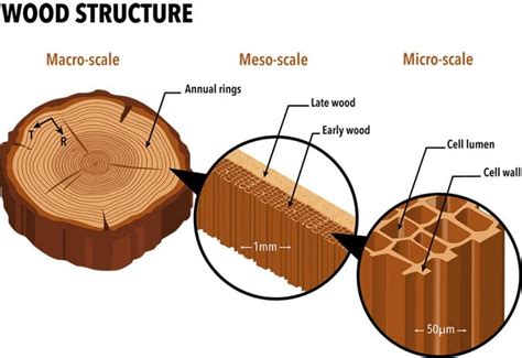 Durability Of Wood Integration Of Experimental And Numerical Approach
