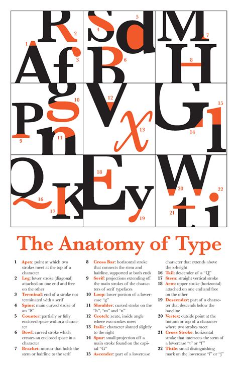 Anatomy Of Type Font Anatomy Anatomy Of Typography Type Anatomy