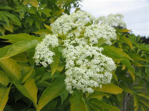 Buy Sambucus Nigra Aurea Plants Free Shipping Over 150