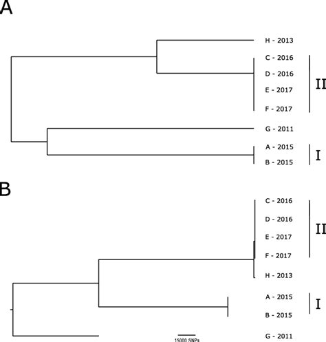 a hierarchical cluster based on observed differences in the maldi tof