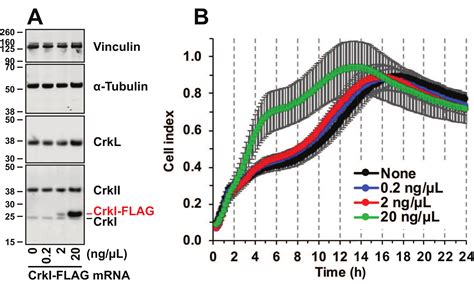 Video Real Time Quantitative Measurement Of Tumor Cell Migration And