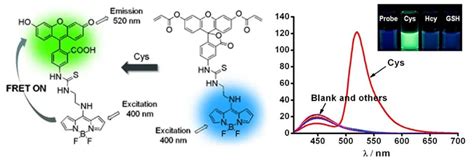 Molecular Probe Ahn Lab Postech
