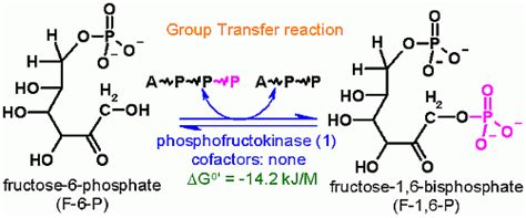 Phosphofructokinase