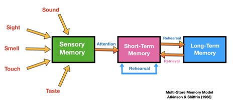 Memorymodel The A Level Biologist Your Hub