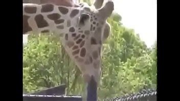 Girafa Transando Xvideos Xxx Filmes Porno