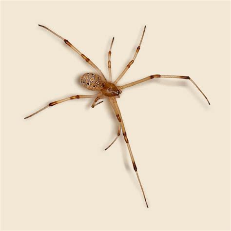 Brown Widow Spider Identification And Behavior
