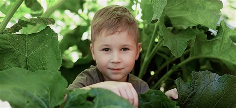 Семена чиа что такое польза состав калорийность витамины и минералы в семенах чиа