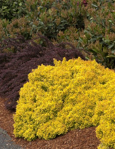 Dwarf Golden Barberry Aurea Nana Omukoo