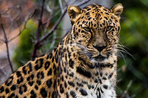 100 Leopard Backgrounds