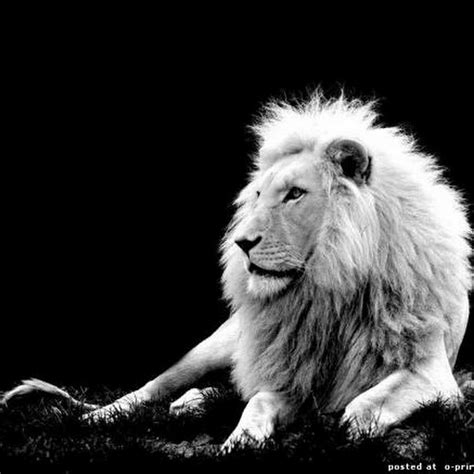 Hamal Survival Youtube