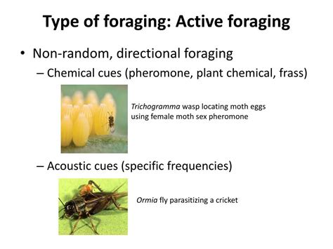 PPT Insect Ecology PowerPoint Presentation Free Download ID
