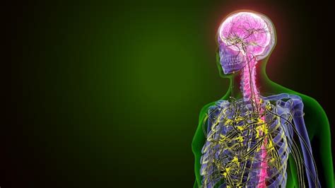 Premium Photo Human Brain Anatomy 3d Illustration