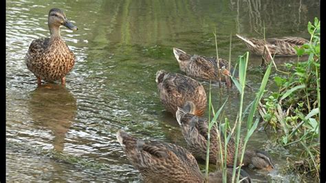 하염없이 아기들을 지키는 엄마오리 Youtube