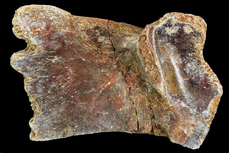 2 2 fossil turtle shell section kem kem beds morocco 110316 for