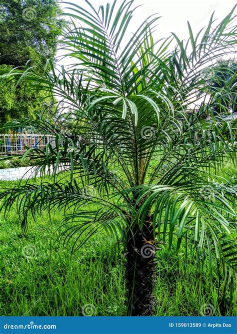 Types Of Indian Trees With Names Types Of Indian Trees With Names