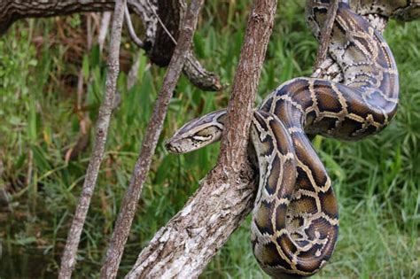 Cuộc đọ sức ở Florida Trận chiến giữa rắn chàm và trăn Kẻ chiến