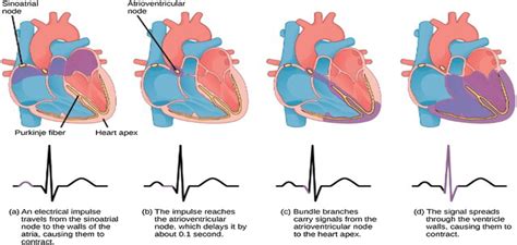 ecg waveform explained ekg labeled diagrams and components 50 off
