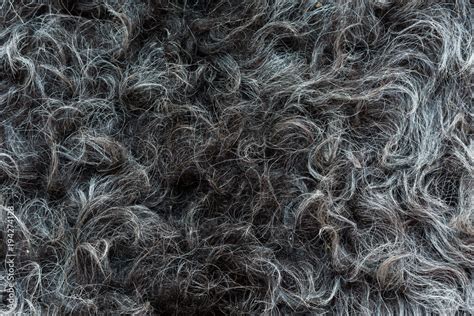 Sheep Definition Of Wool at Michael Mahoney blog