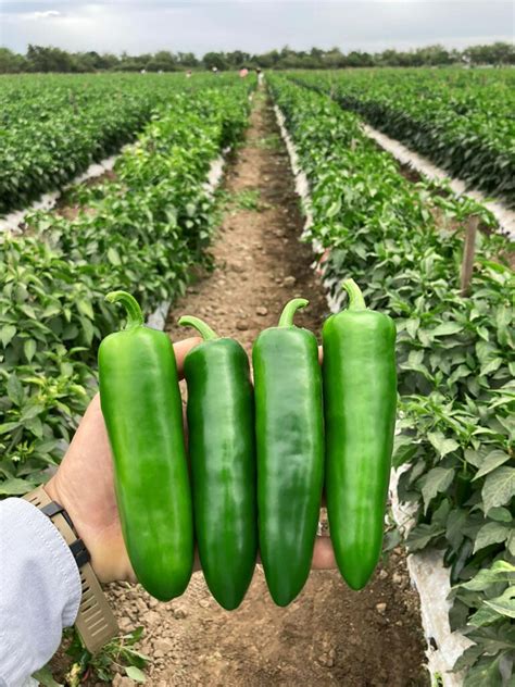 Unicron Sakata Wholesale Vegetable Seed