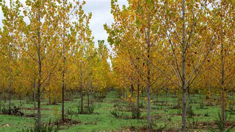 Types Of Poplar Trees