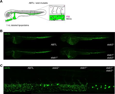 Absence Of Scavenger Receptors Stab1 Andor Stab2 Reduces Oxldl Uptake