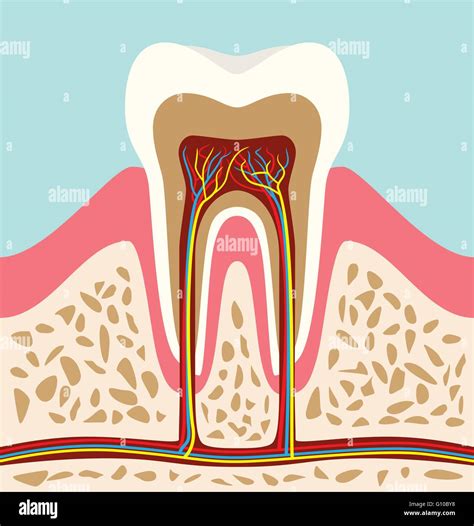 Tooth Teeth Cell Structure Anatomy With Flat Style Stock Vector Image