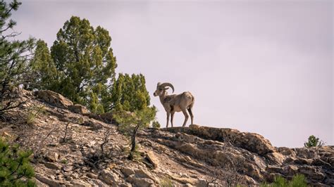 Guide To Driving The Scenic Custer State Park Wildlife Loop