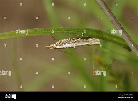 Natural Closeup On The Small Inlaid Grass Veneer Moth Crambus Pascuella Hanging At The
