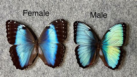 Morpho Peleides Blue Emperor Morpho Butterfly Male Or Female Wings