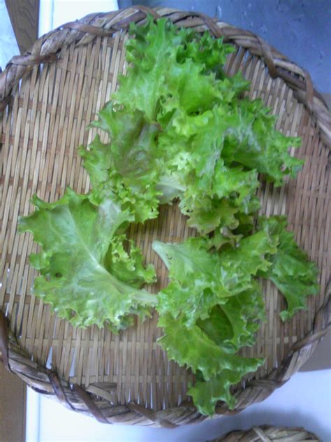 Dlチャンネルで面白かった記事を紹介するまとめ！【1月号】 Dlチャンネル みんなで作る二次元情報サイト！