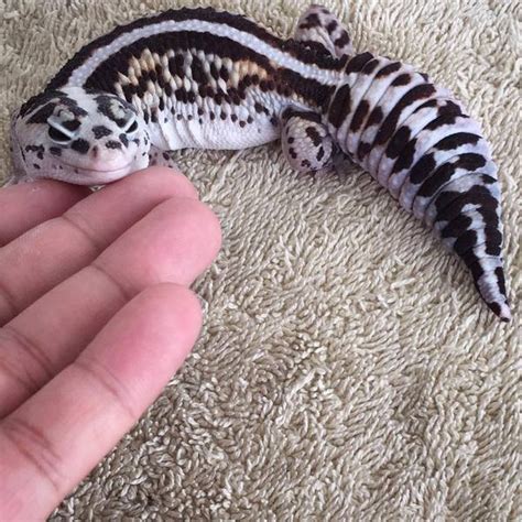 Доброго дня и нежности всем гекконы 2025 Эублефары Гекконы Ящерицы Hgf ВКонтакте