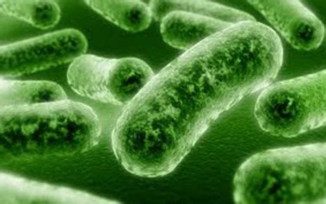 Лактобактерии казеи | LifeBio.wiki