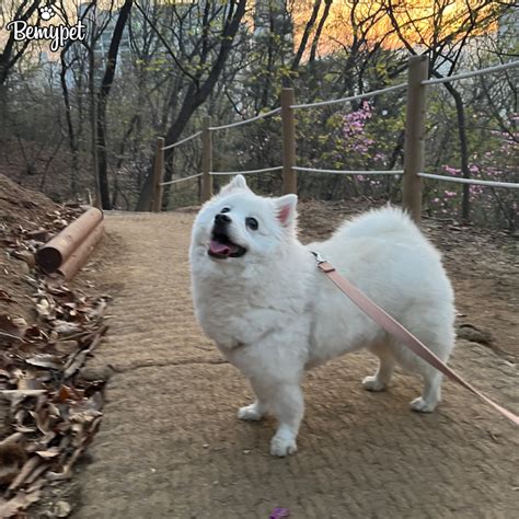 강아지 하네스 종류 및 추천 제품 10가지 알아보기