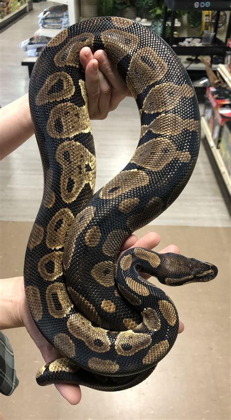 Reptile Rescue
