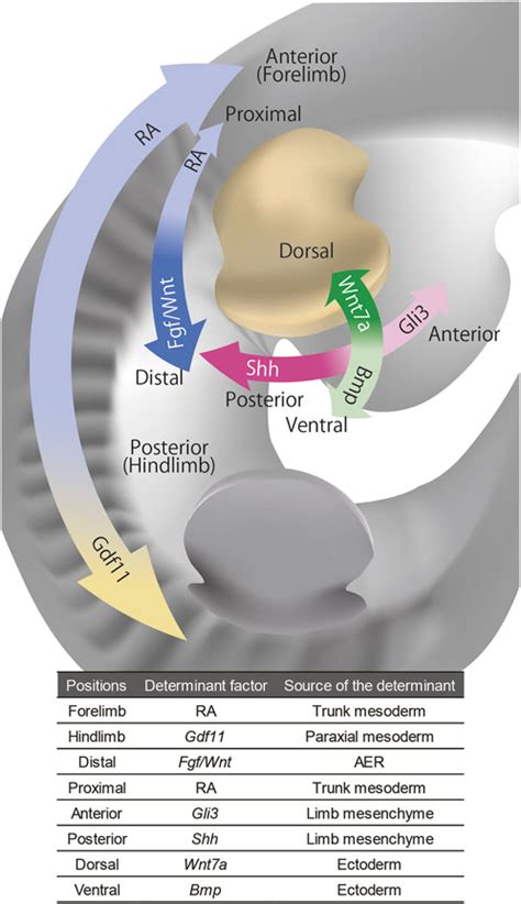Formation Of The Vertebrate Limb Genetic Regulation Of Fingers And