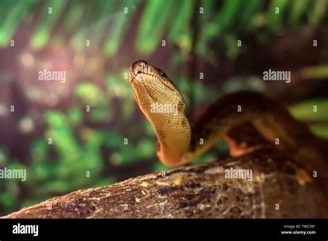 Chilabothrus Angulifer Or Cuban Boa Crawls On Tree Branch Close Stock