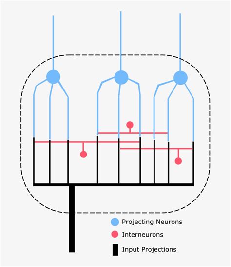 Typically A Nucleus Contains Neuron PNG Image Transparent PNG Free Download On SeekPNG