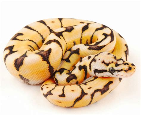 Bumble Bee Desert Ball Python Morph