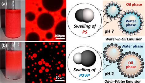 Photograph Fluorescence Microscopy Image And Schematic Illustration
