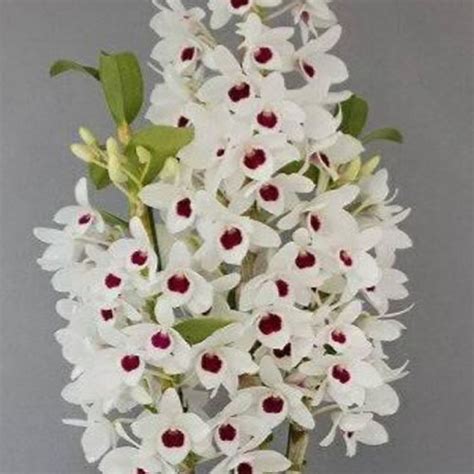 Dennobile Watanable White