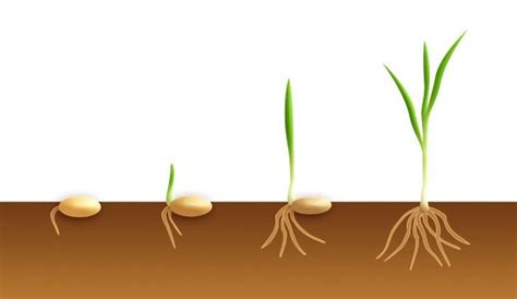 Corn Root System StudiousGuy
