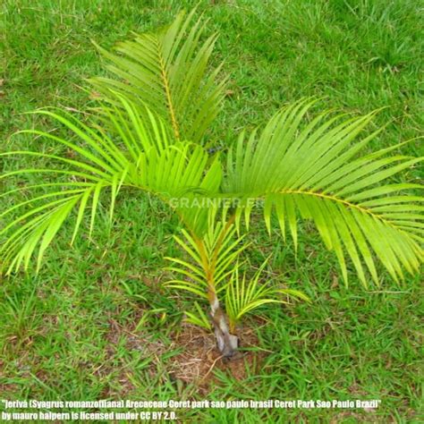 Graines Seeds Palmier De La Reine Cocotier Plumeux Syagrus Romanzoffiana