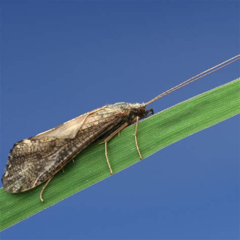 Caddisfly Lifecycle And Flies — Keiryu Rod Co